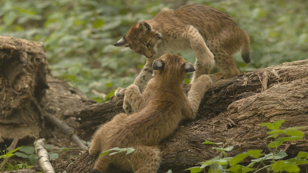 Startseite - Luchs in Sachsen - sachsen.de