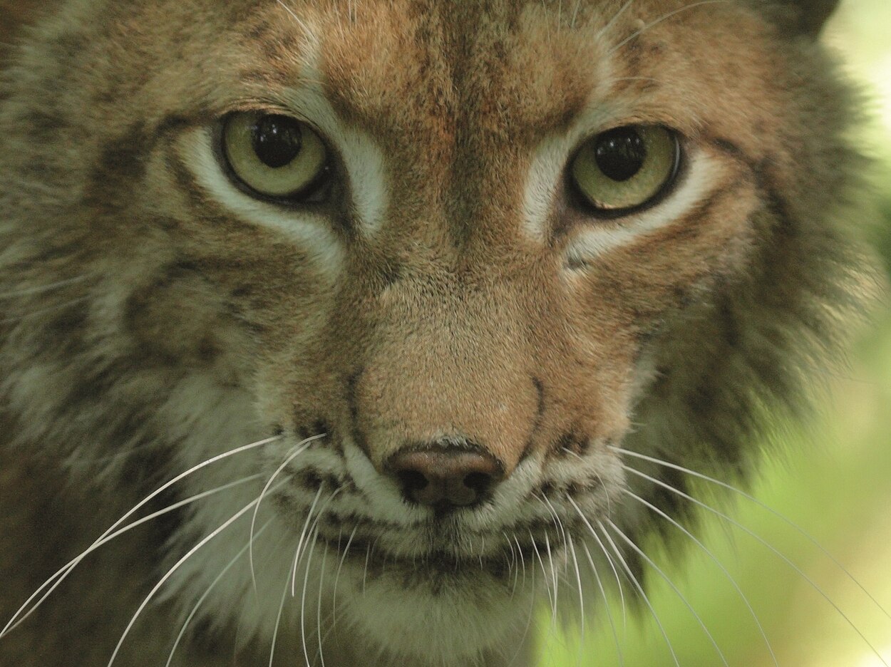 Startseite - Luchs in Sachsen - sachsen.de
