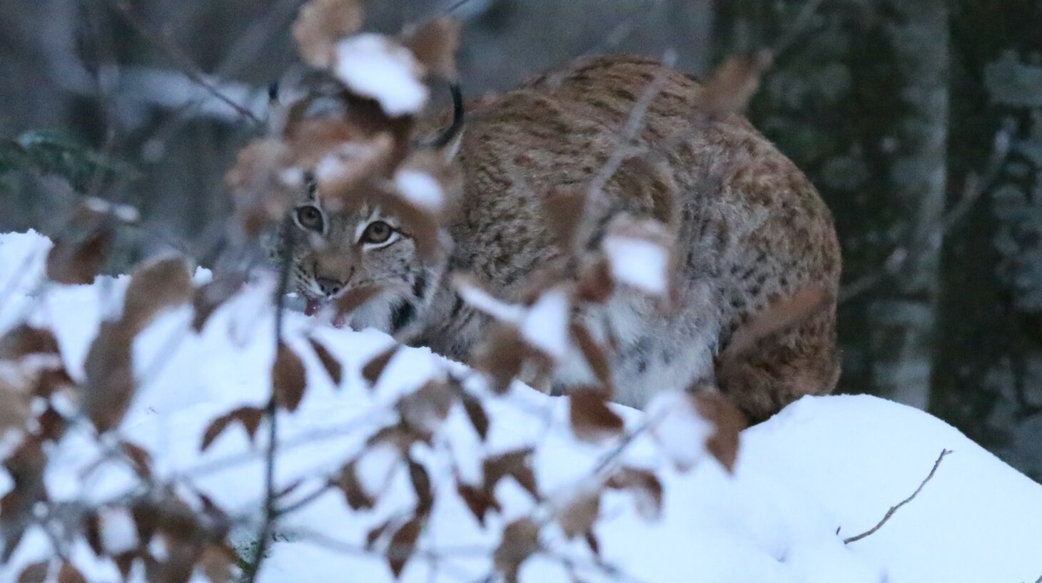 Startseite - Luchs in Sachsen - sachsen.de