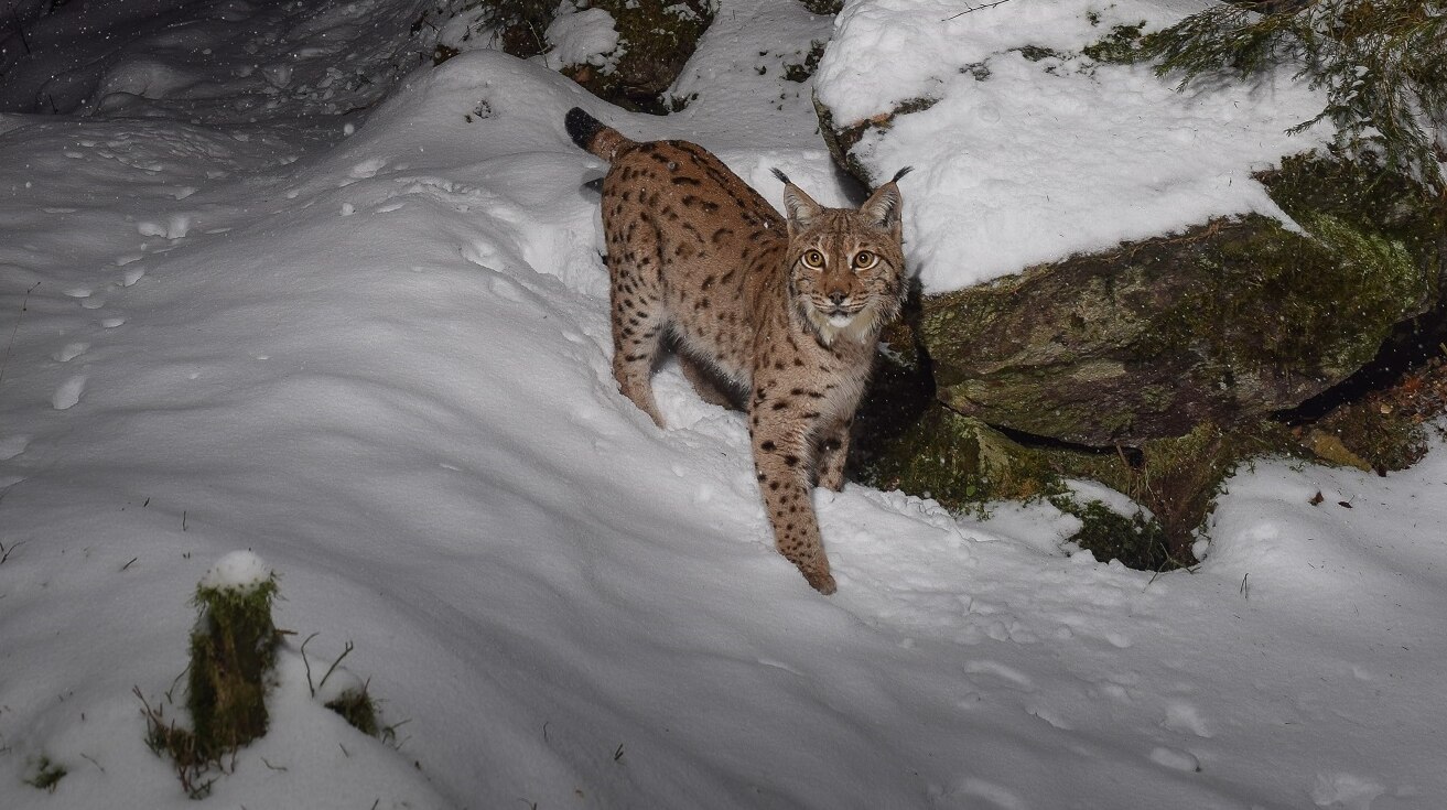 Startseite - Luchs in Sachsen - sachsen.de